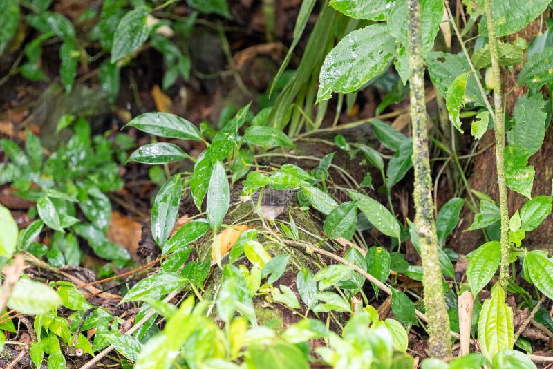 Buff-rumped Warbler & X28;Myiothlypis Fulvicauda& X29; in Costa Rica ...