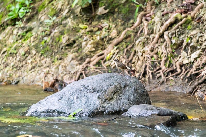 Buff-rumped Warbler (Myiothlypis Fulvicauda) in Costa Rica Stock Photo ...