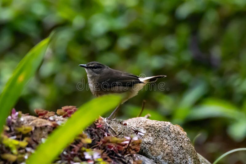 Buff-rumped Warbler, Myiothlypis Fulvicauda, in Costa Rica Stock Photo ...