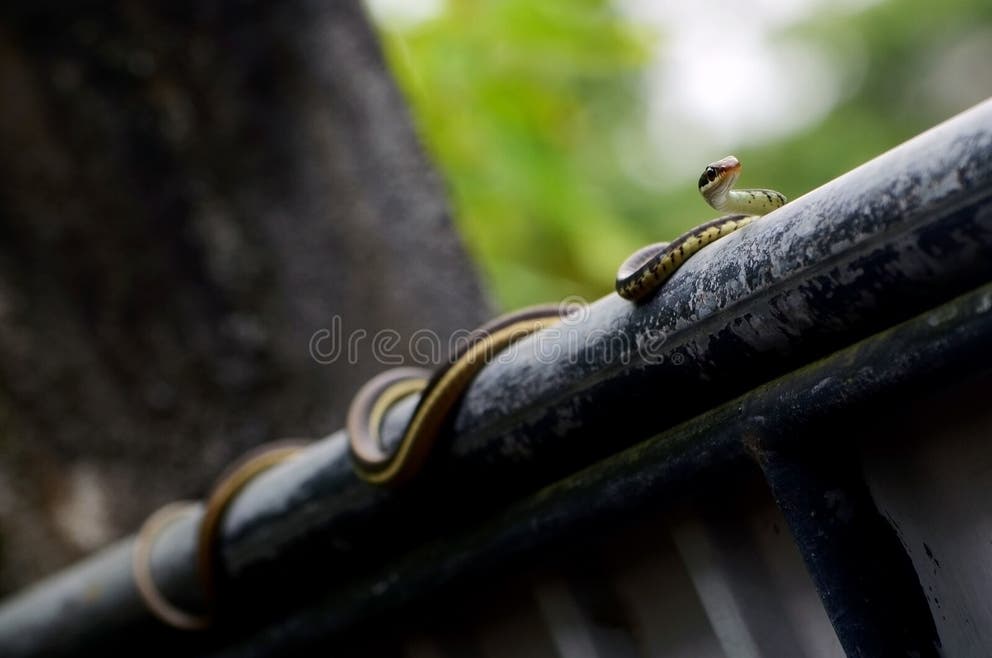 Buff Striped Keelback Snake Stock Photo - Image of innocence, tropical ...