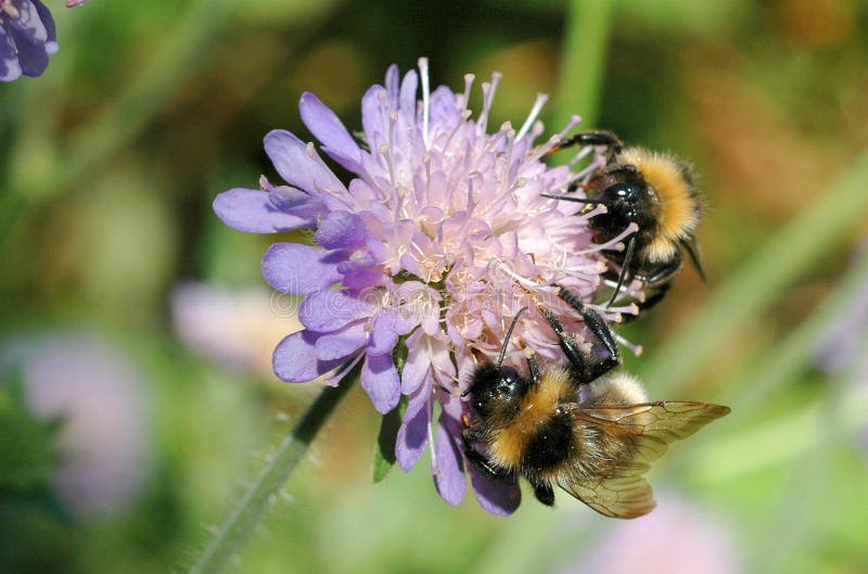Buff-tailed Bumblebee, Bombus Terrestris, Isolated Stock Photo - Image ...