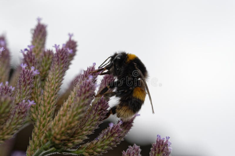 A Buff-tailed Bumble Bee is Feeding on a Flower Stock Image - Image of ...