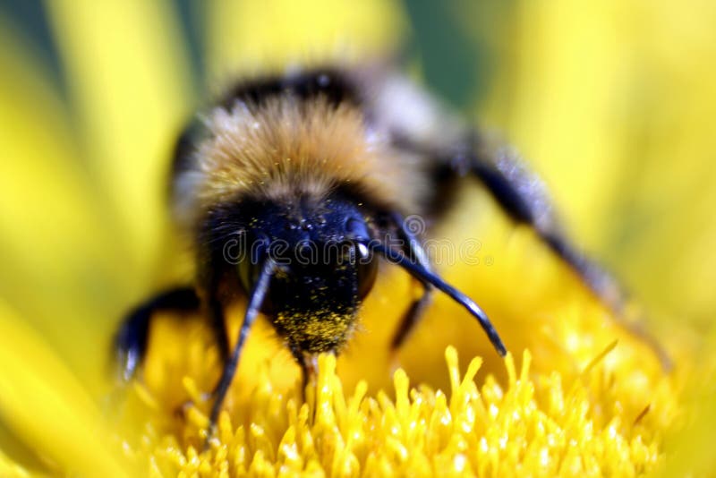 Buff-tailed Bumblebee stock image. Image of apinae, close - 13014149