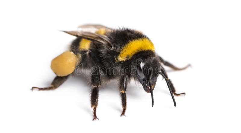 Buff-tailed Bumblebee, Bombus Terrestris, Isolated Stock Photo - Image ...