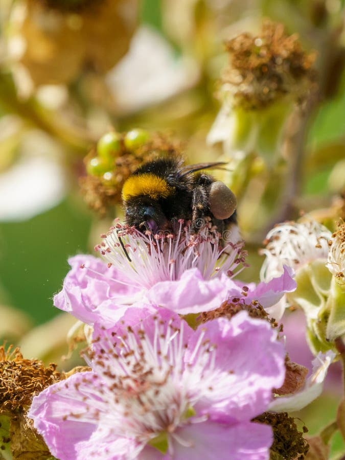 Buff-tailed Bumblebee (Bombus Terrestris), Taken in the UK Stock Image ...