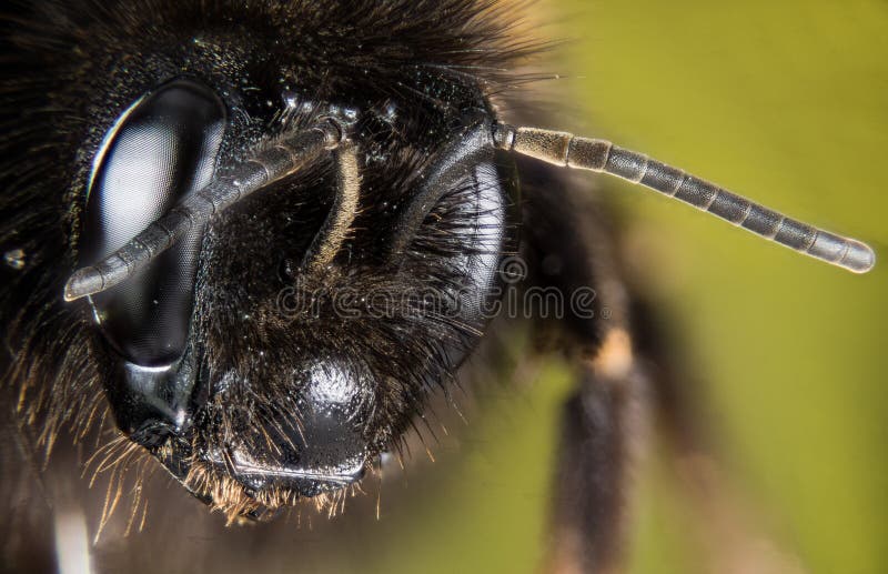 Buff-tailed Bumblebee, Bumblebee, Dumbledor, Dumbledore Stock Photo ...