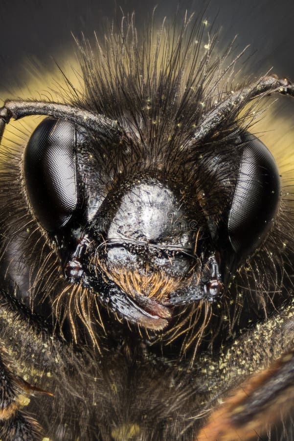 Buff-tailed Bumblebee, Bumblebee, Dumbledor, Dumbledore Stock Photo ...