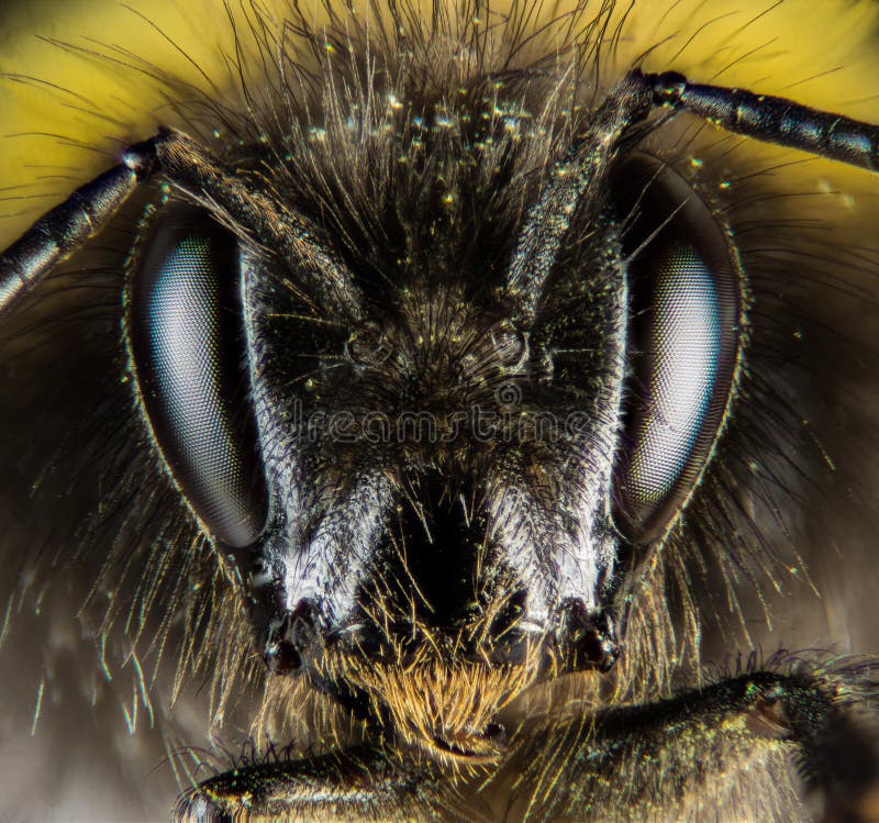 Buff-tailed Bumblebee, Bumblebee, Dumbledor, Dumbledore Stock Photo ...