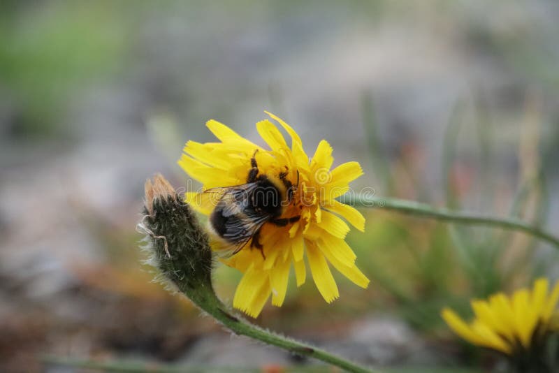 Buff-tailed Bumblebee Insect on a Flower in the Field. Stock Photo ...