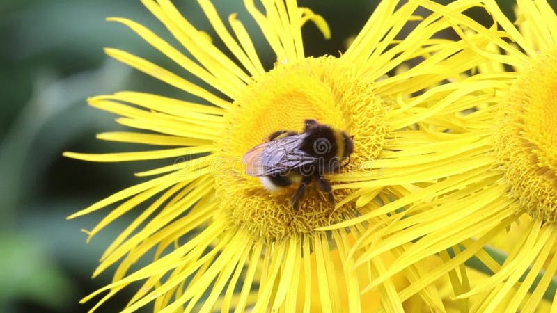 Buff-tailed Bumblebee, Large Earth Bumblebee on Yellow Oxeye Stock ...