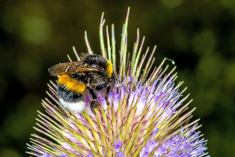 Buff-tailed Bumblebee on Teasel Stock Photo - Image of nature, insect ...