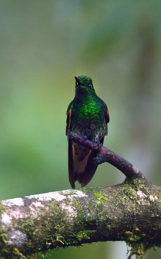 Buff-tailed Coronet Hummingbird Stock Photo - Image of bird, coloration ...