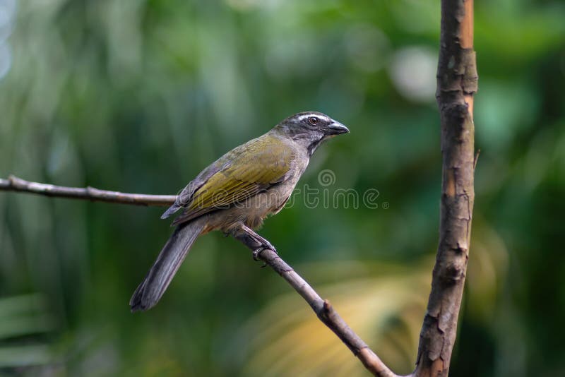 Buff-throated Saltator Bird Stock Photo - Image of passeriformes, avian ...