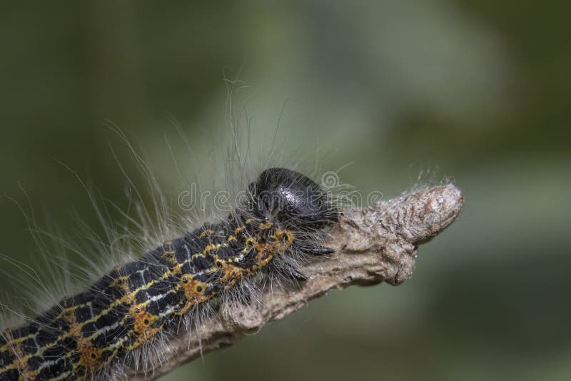 Buff-tip Caterpillar Face Close Up Stock Photo - Image of black, flower ...