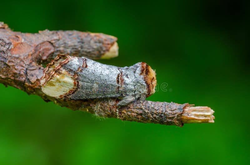 The Buff-tip Lands on Dry Twig in Park Stock Photo - Image of black ...