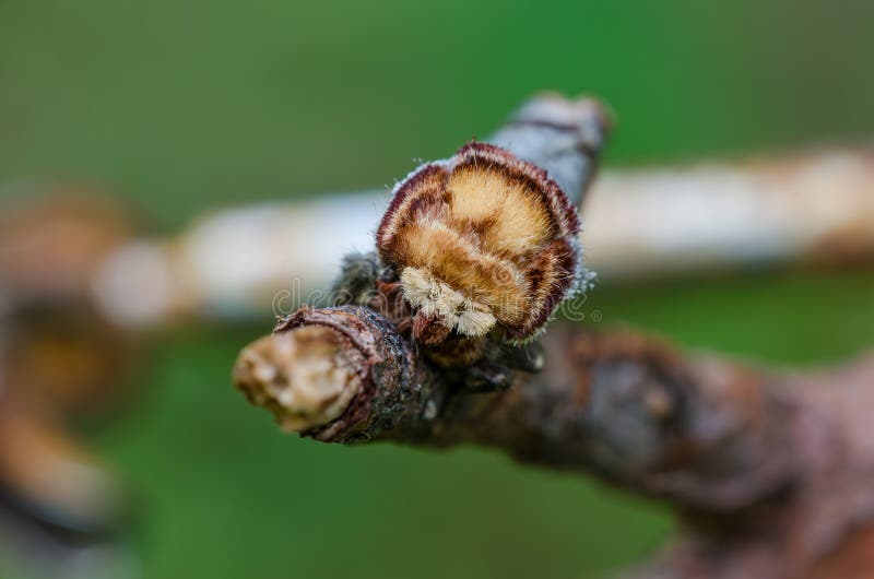 The Buff-tip Lands on Dry Twig in Park Stock Photo - Image of park ...
