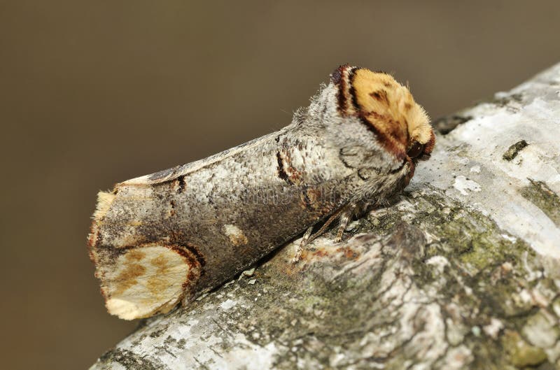 Buff-tip Moth stock image. Image of buff, bucephala, branch - 20138791