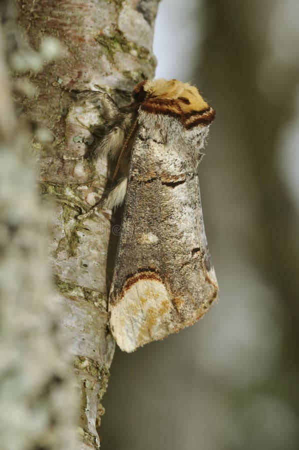 Buff-tip Moth stock image. Image of buff, bucephala, branch - 20138791