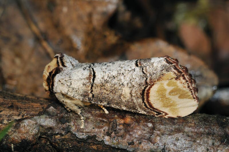 Buff-tip Moth stock image. Image of buff, bucephala, branch - 20138791