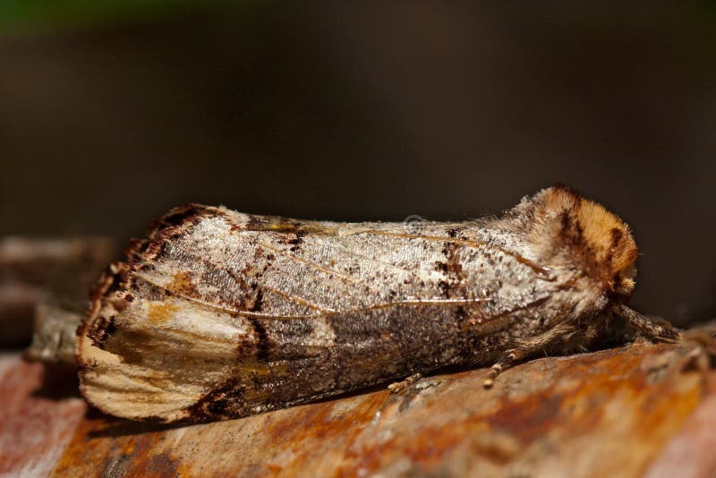 Buff-tip moth stock image. Image of twig, buff, notodontidae - 137535119