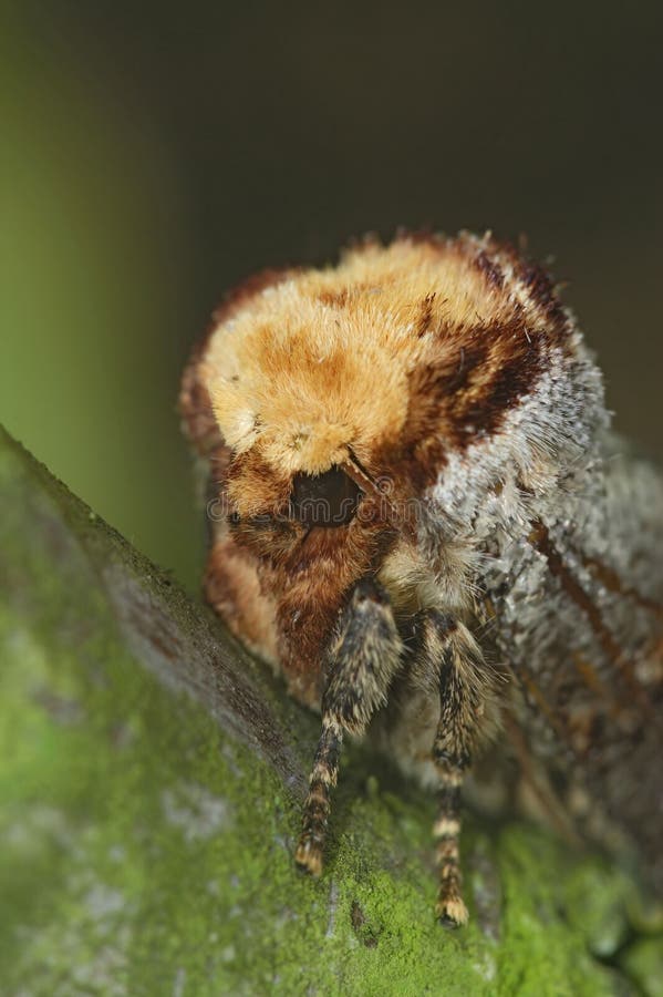 Buff-tip Moth (Phalera Bucephala) on a Tree Branch in Closeup Stock ...
