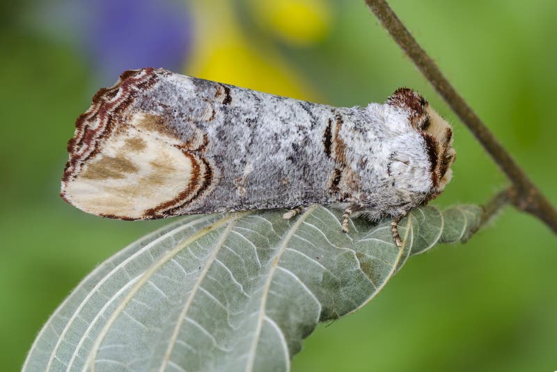 Buff-tip (Phalera Bucephala) Stock Image - Image of close, lepidoptera ...