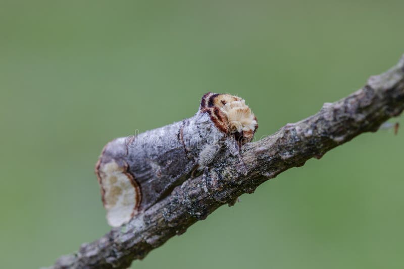 The Buff-tip Sitting on Pine Twig Stock Image - Image of close, forest ...