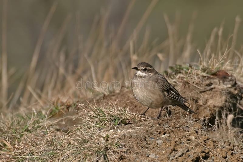 Buff-winged Cinclodes, Cinclodes Fuscus, on Ground Stock Image - Image ...