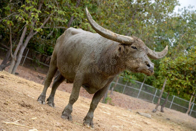 Buffalo Wallowed Stock Photos - Free & Royalty-Free Stock Photos from ...