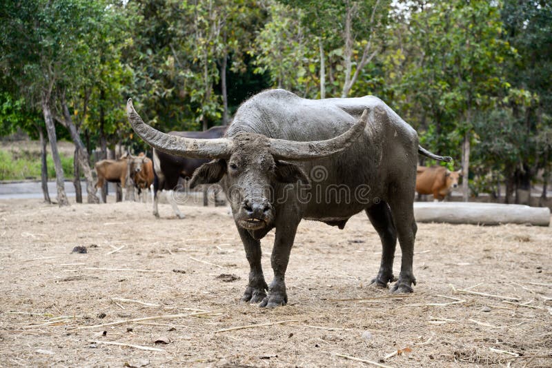 Buffallo stock image. Image of asia, mammal, creature - 108466907