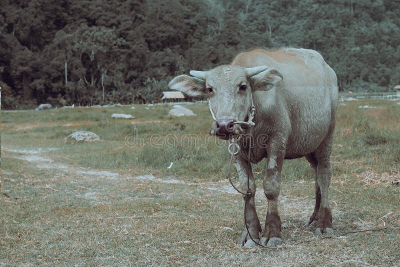 Buffallo stock image. Image of montain, grass, nice - 233190617