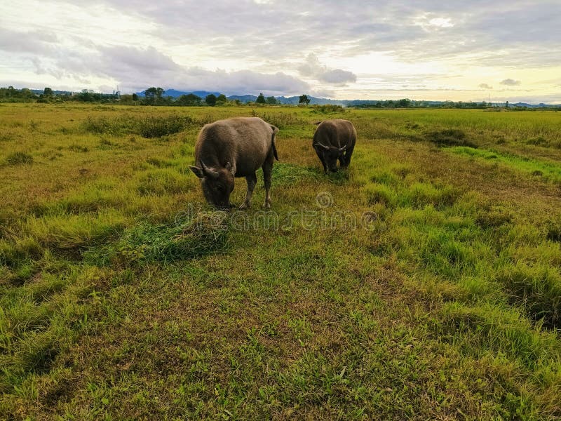 Buffallo Take a Food in Savanna Stock Image - Image of cattle, plain ...