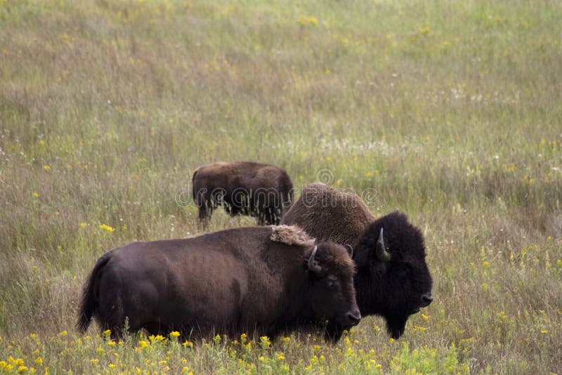 Bison stock image. Image of outdoors, grey, bison, field - 330607