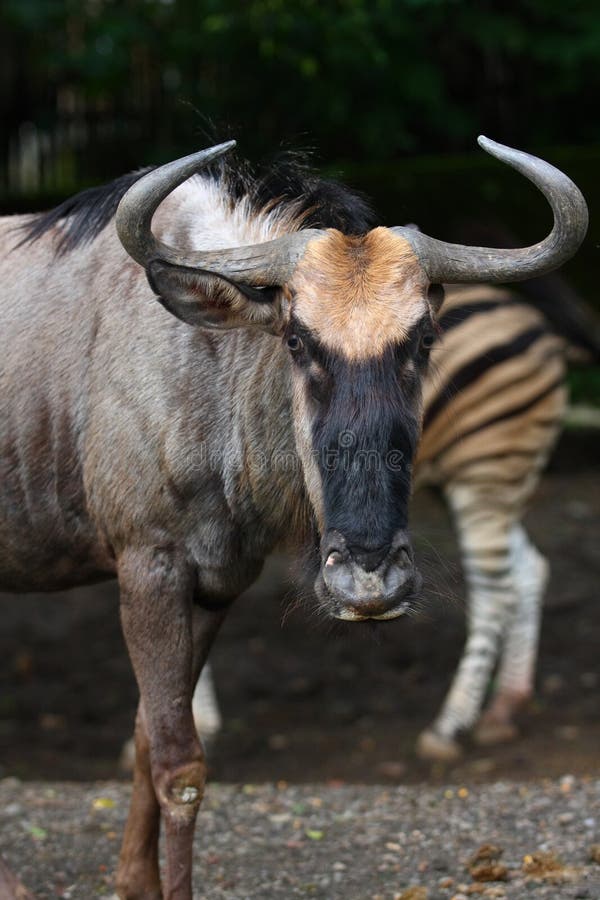 Buffalo stock image. Image of american, buffalo, range - 14722519