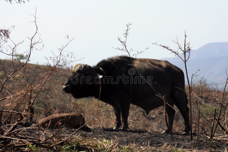 Buffalo stock photo. Image of animal, leader, bovines - 16396570