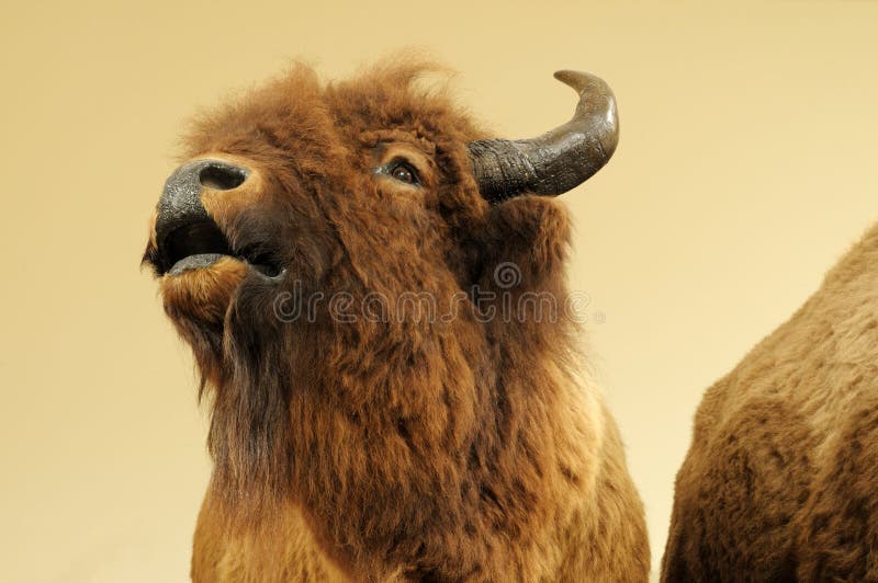 Buffalo stock photo. Image of meat, north, buffalo, alone - 17344656