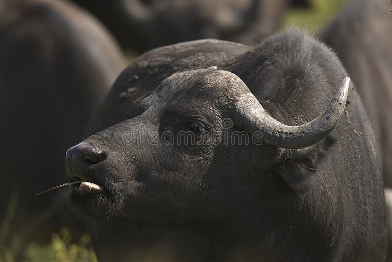 Buffalo stock photo. Image of angry, bull, mammal, head - 18494638