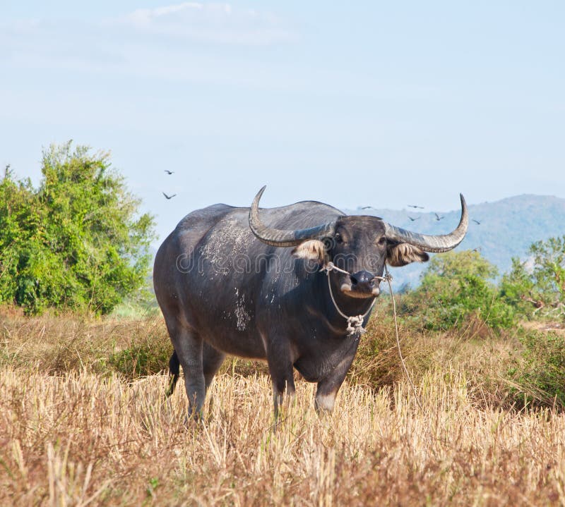Buffalo stock photo. Image of danger, farmer, asian, agriculture - 22768068