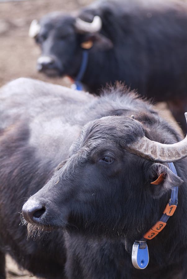 Buffalo stock image. Image of cooling, horns, animal - 24391909