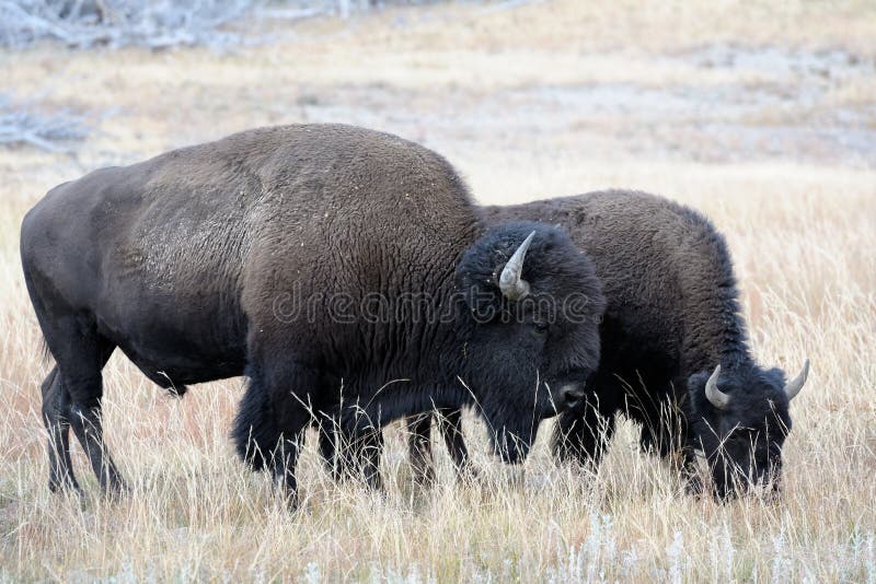 Colorado Bison stock image. Image of wild, nature, buffalo - 30737377