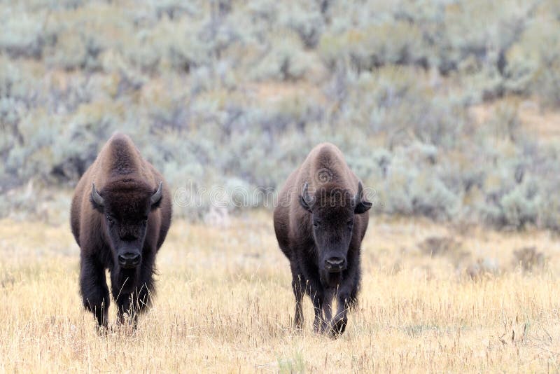 Buffalo stock image. Image of range, native, nature, crossing - 26375767