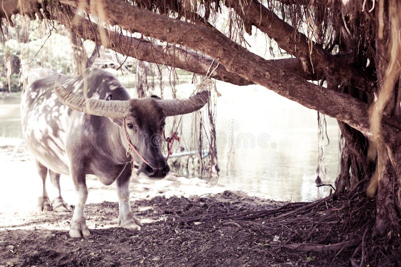 Buffalo stock image. Image of buffalo, horn, animal, tree - 26679959