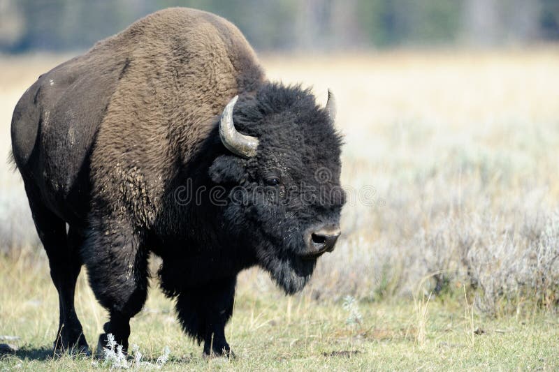 Buffalo stock photo. Image of cattle, mammal, brown, grazing - 26989576
