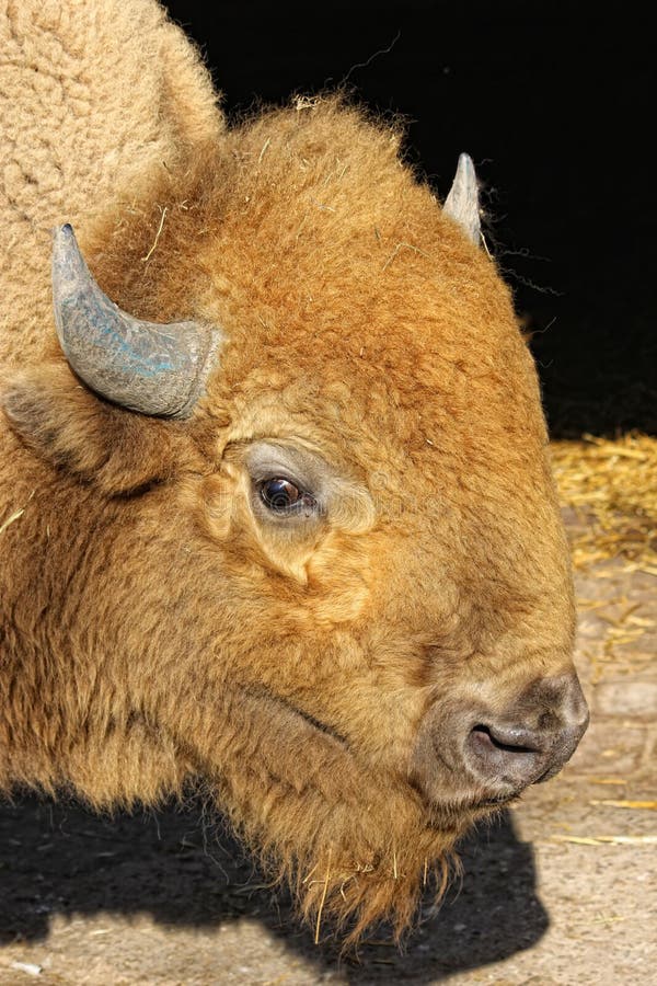 Buffalo stock image. Image of strong, native, hunting - 28108059