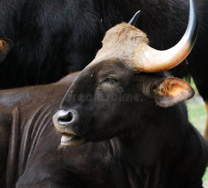 Buffalo stock image. Image of head, animal, buffalo, wild - 3024399