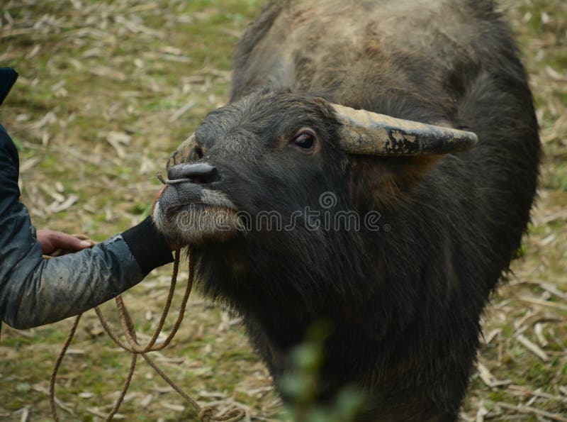Buffalo stock image. Image of risk, escape, aggressive - 37794333