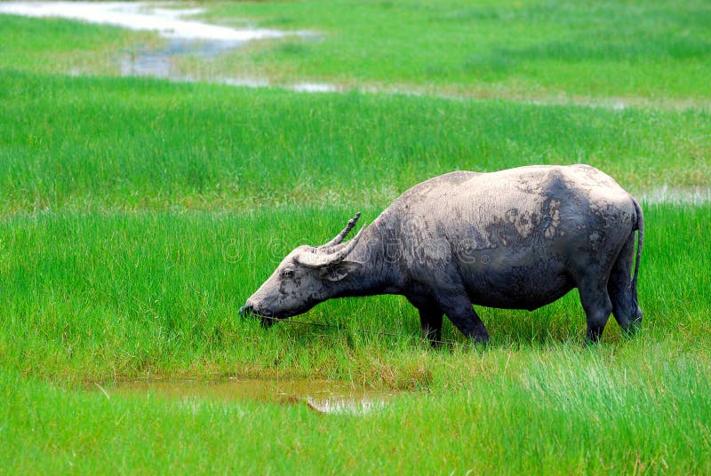 Buffalo stock image. Image of cultivate, green, climate - 6500905