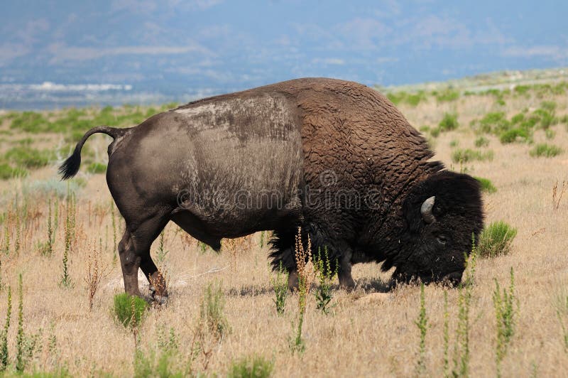 Buffalo stock photo. Image of grass, spring, animal, outside - 6593778