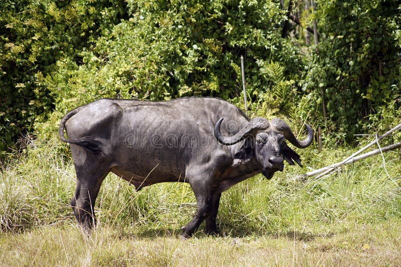 Buffalo, Aberdare National Park, Kenya Stock Photo - Image of cape ...