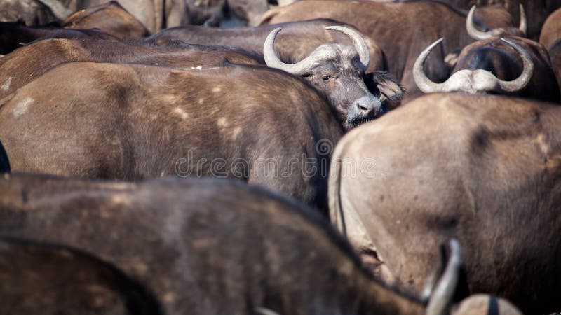 Buffalo Africa Migration Herd Animals Stock Photo - Image of drinking ...